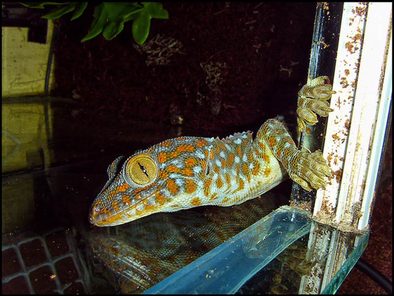 Asian gecko threatened by medicine trade