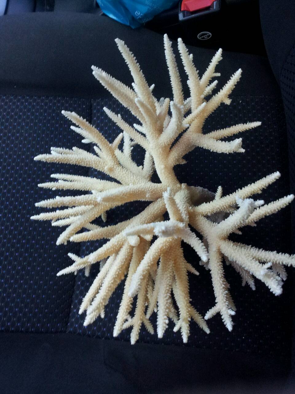 Canadian skipper arrested for smuggling coral in Phuket