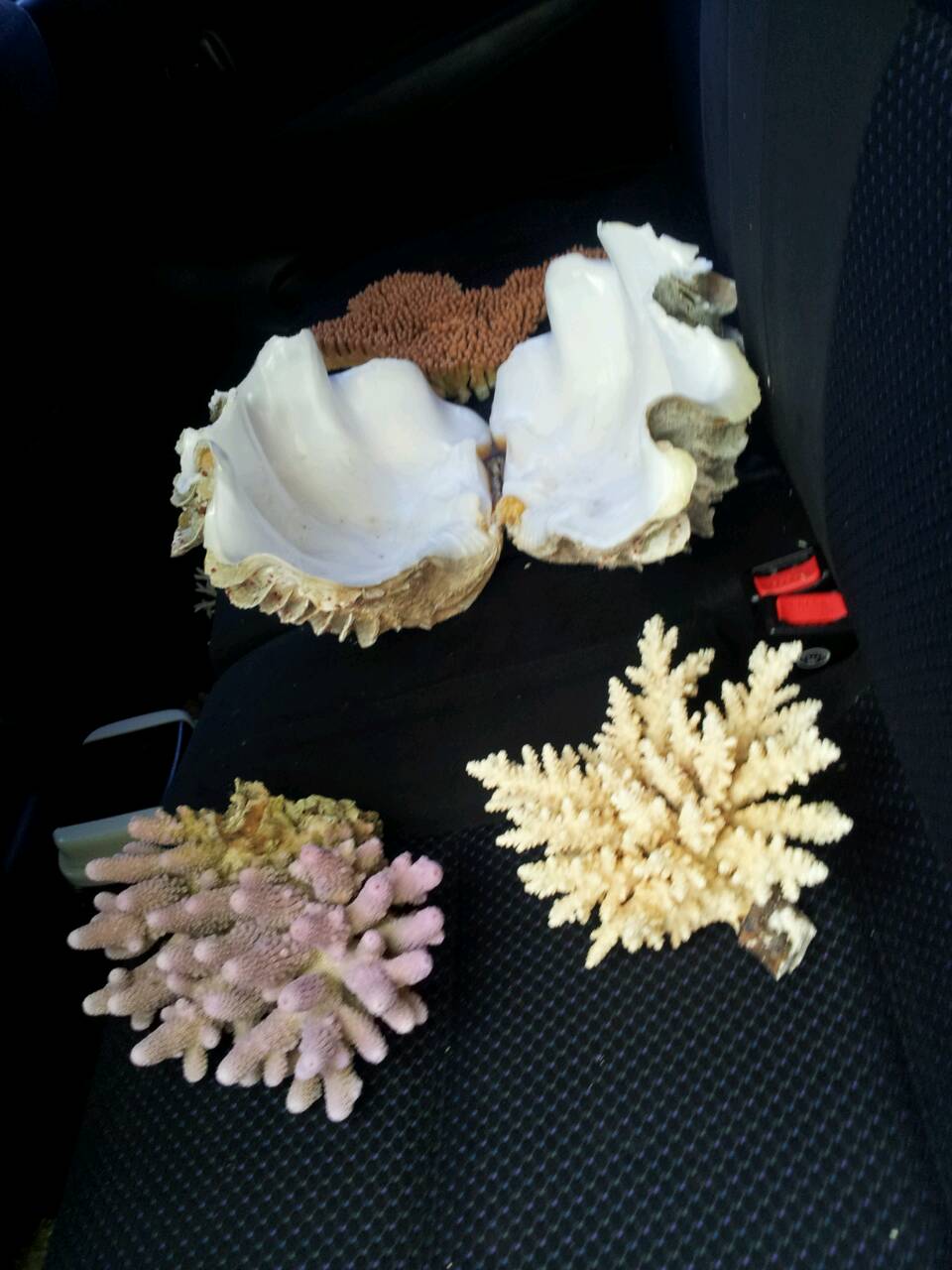 Canadian skipper arrested for smuggling coral in Phuket