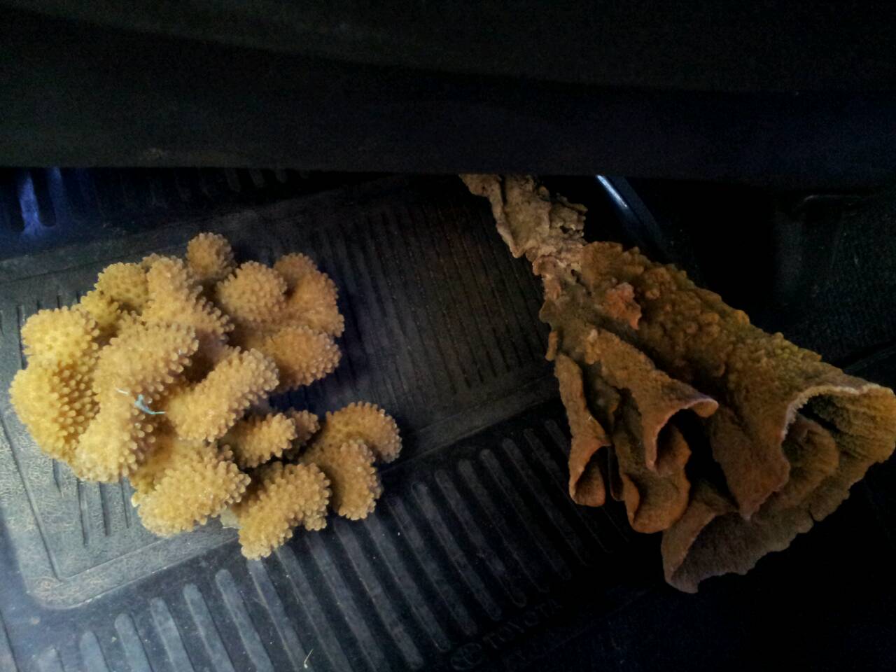 Canadian skipper arrested for smuggling coral in Phuket