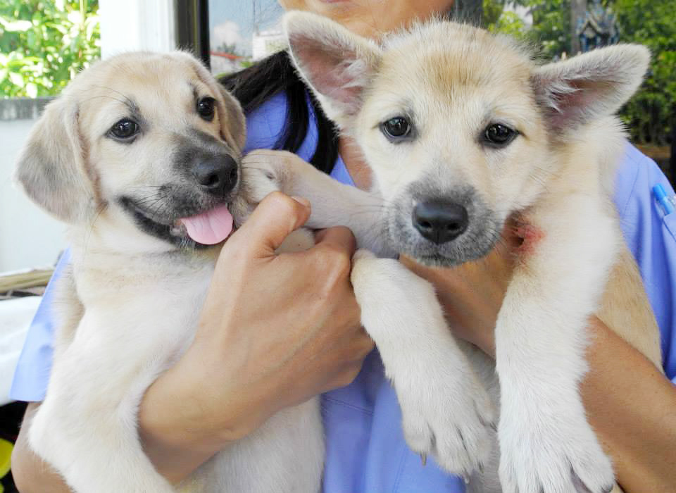 Soi Dog Stories: February update from the Soi Dog Foundation