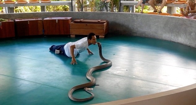 Cobra snake show scare not in Phuket, says island tourism boss