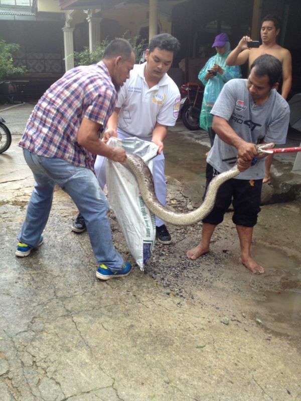 Two pythons removed from Phuket drainpipe