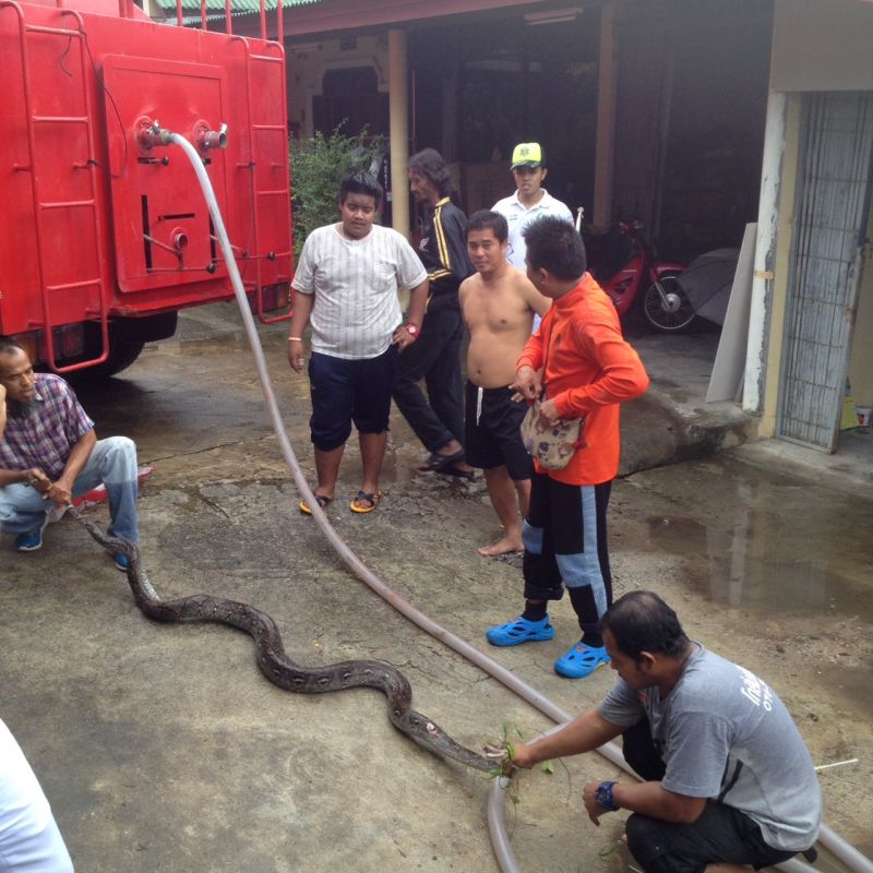 Two pythons removed from Phuket drainpipe