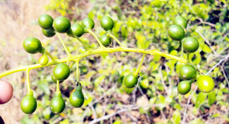 Meet The Natives: Heart shaped moonseed