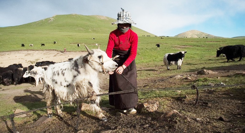 Traditions endure for Tibetan nomads