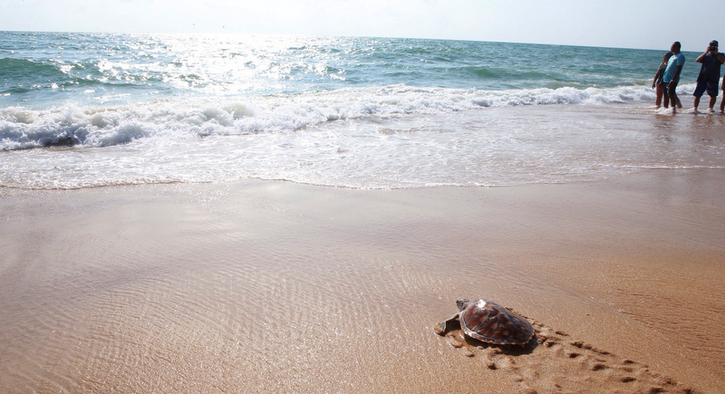 Mai Khao turtle release ceremony to take place on Songkran Day