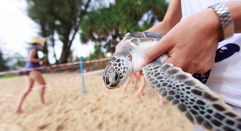 Assuring an ecological future: Mai Khao Marine Turtle Foundation hold ...