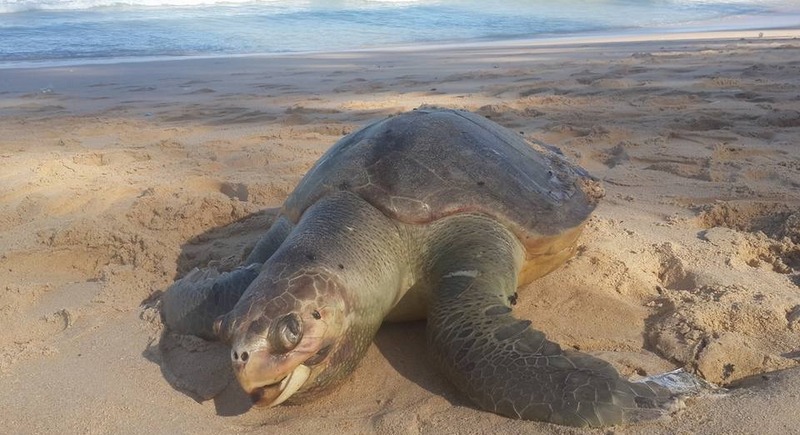 Dead sea turtle on Surin Beach likely killed by boat propeller