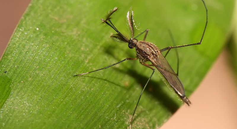 Phuket health officials eye Aussie tourist Japanese encephalitis death