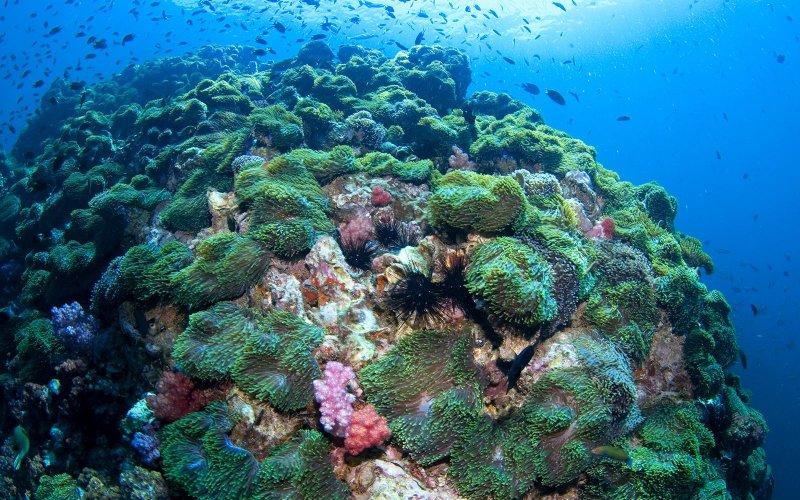 Taking the plunge: Getting a buzz from my first scuba dive with Sea Bees