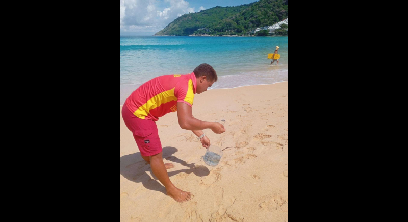 Portuguese man-of-war warning issued for Phuket beaches